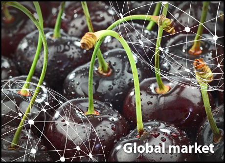 Overview Global Cherry Market – International Produce Group